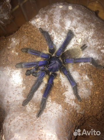 Паук птицеед