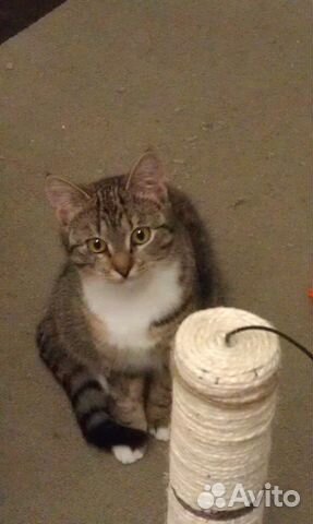 Кошечка-лапушка Масяша, 9 мес, стерилизована