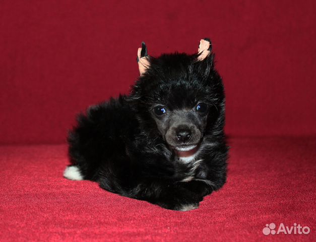 Пуховая девочка маленького размера