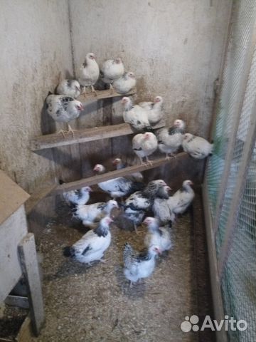Курочки молодки