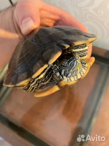 Красноухая черепаха, взрослый самец