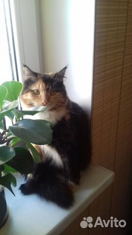 Кошка на вязку