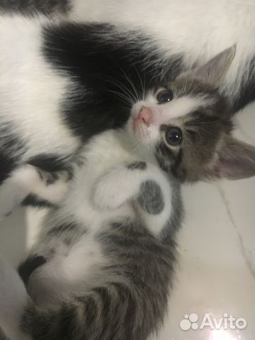 Симпатичные котята ждут своих новых друзей