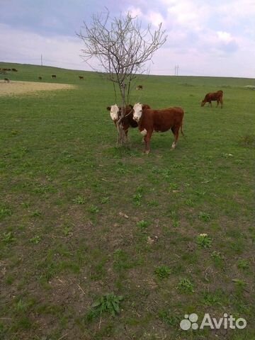 Телки
