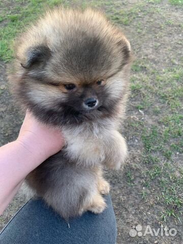 Шпиц толстолапый соболиный мальчик Потап