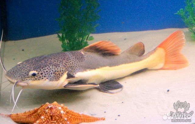 Краснохвостый и индийский сом