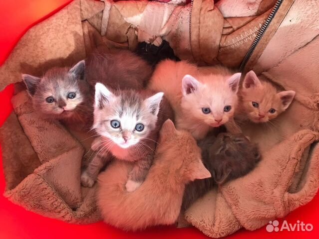 Котята в добрые руки