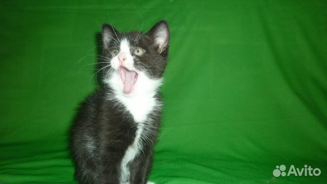 Забавные котята, возраст 2 мес