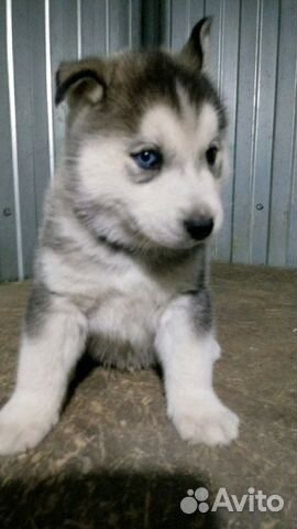 Мальчики хаски