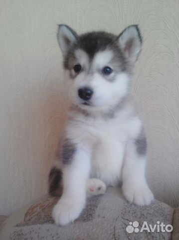 Диана- принцесса маламутов