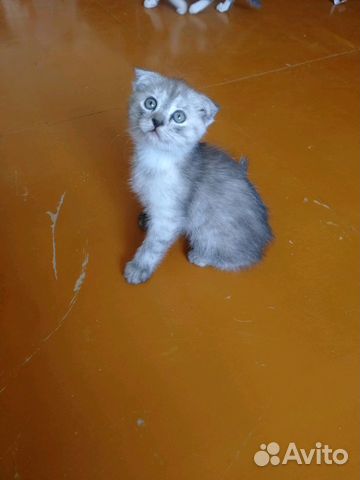 Котейки ищут новый дом
