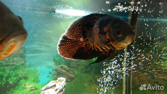 Астронотус ваулевый