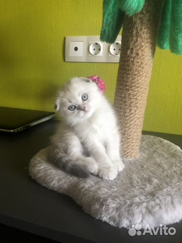 Шотландские Вислоухие Котята