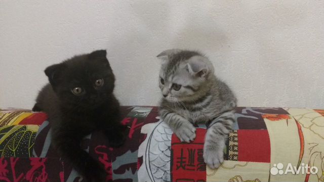 Котята