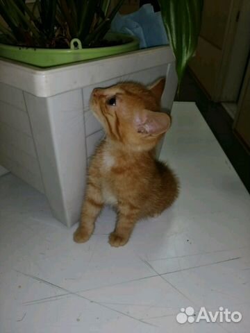 Солнечный мальчик в добрые ручки