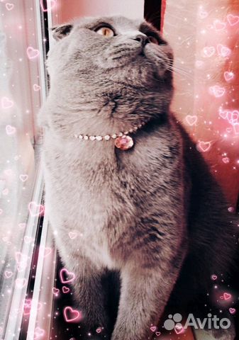 Ищем котика на первую вязку