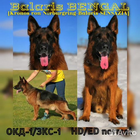 Предлагаются к племенному использованию