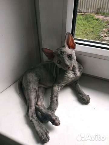 Котята Корнишата