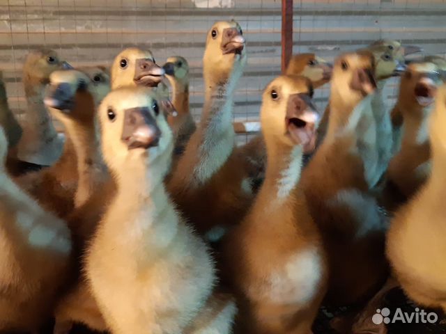 Муларды, гуси