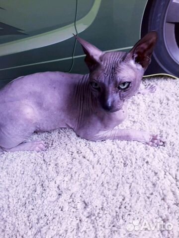 Донской сфинкс. Случка