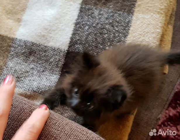 Очень забавный котёнок в семью