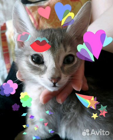 Котята,Помесь породистых