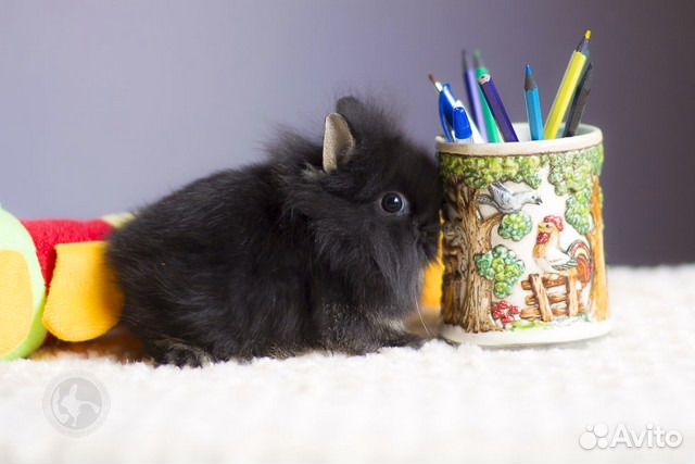 Львиноголовый минор окраса черный оттер