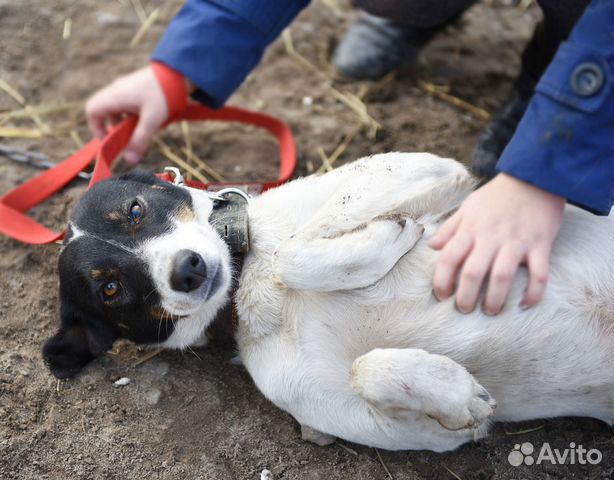 Обаятельная Мальвинка