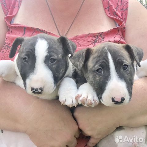 Мальчики Минибули