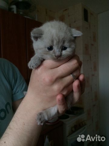 Британский котёнок