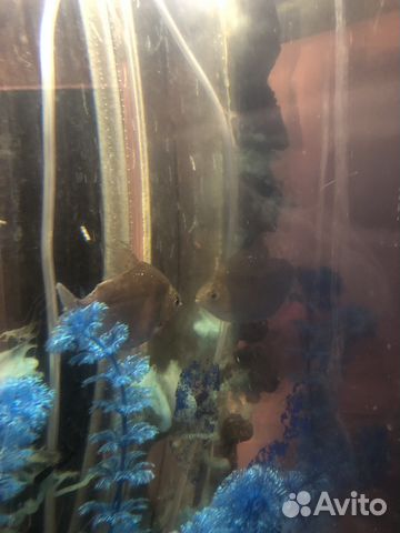 Метиннис рыбка