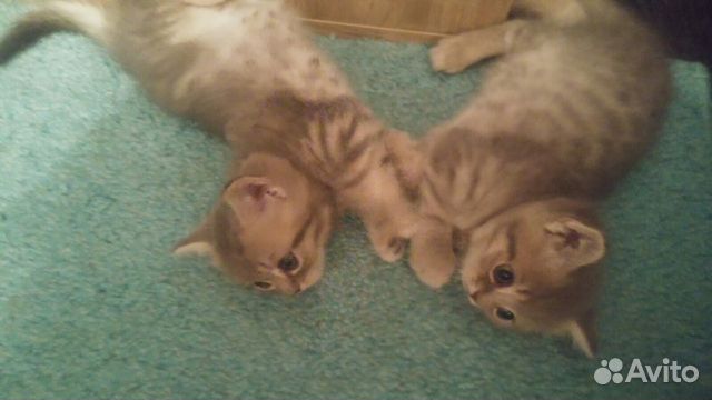 Котята-шотландцы