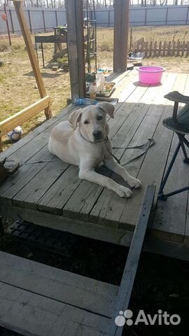 Лабрадор 6 месяцев