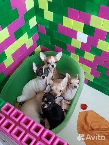 Чихуахуа мини и стандарт высокопородные