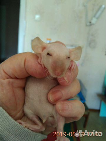 Крысенок сфинкс