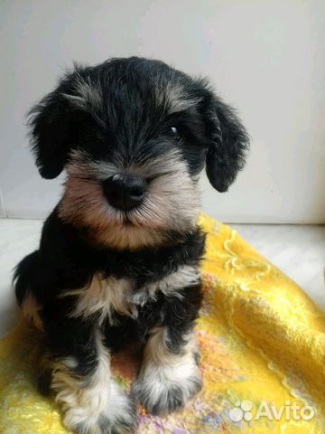 Цвергшнауцер. Мальчик