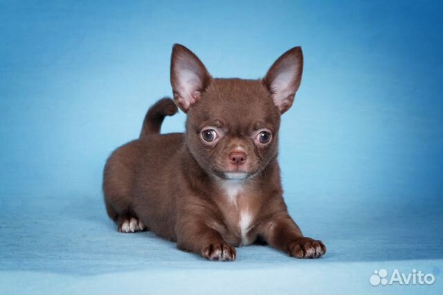 Чихуахуа шоколадная гладкошерстная девочка