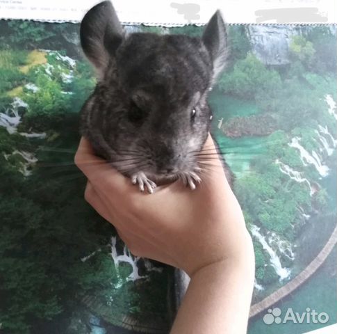 Малыш шиншилл