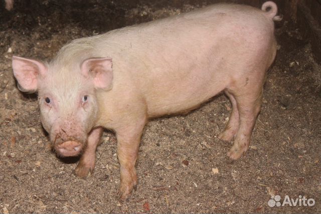 Поросята Сибирская мясная