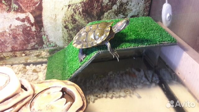 Отдам даром двух черепах