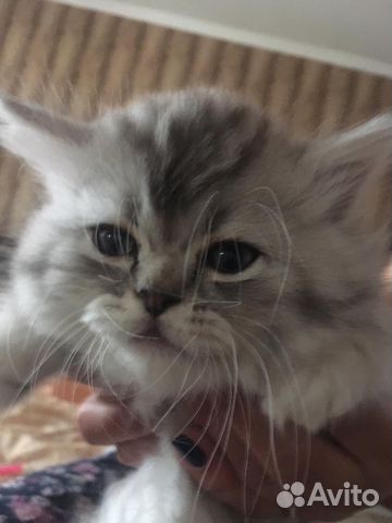 Славный котёнок