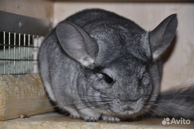 Шиншилла - самочка, стандарт нФ нС