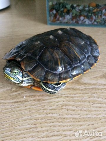 Черепаха Красноухая Аквариум Камни Декор