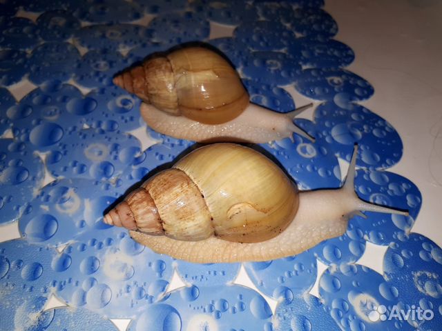 Улитки Ахатины 2шт+террариум - бесплатно