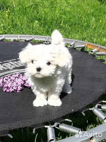 Мальтийская болонка