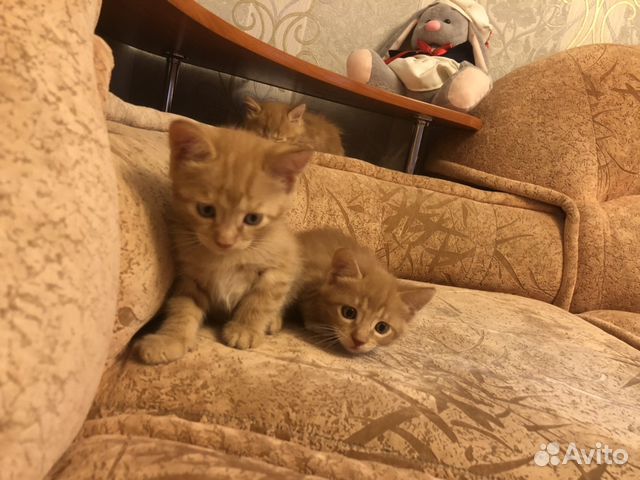 Котята курильского бобтейла