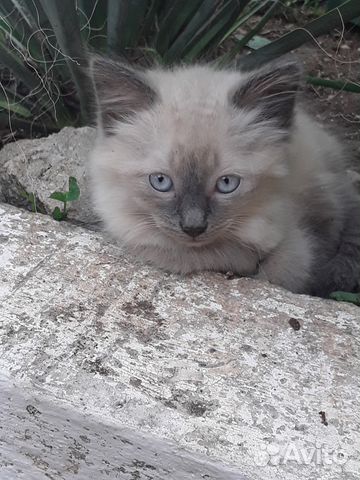 Очаровательный котик ищет дом