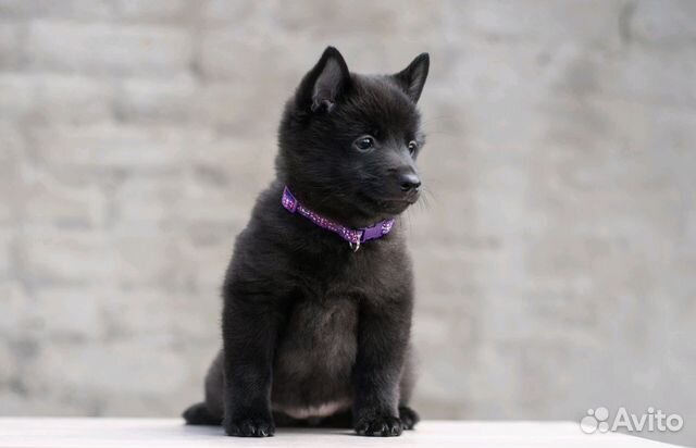 Схипперке (Шипперке)