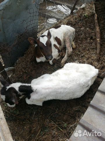 Тёлочки 2 штуки продам, трех месячные