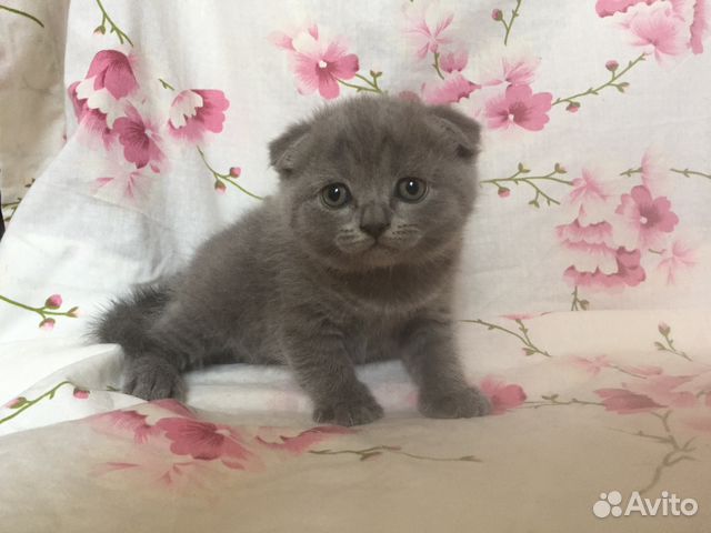 Котята вислоухие и прямоухие